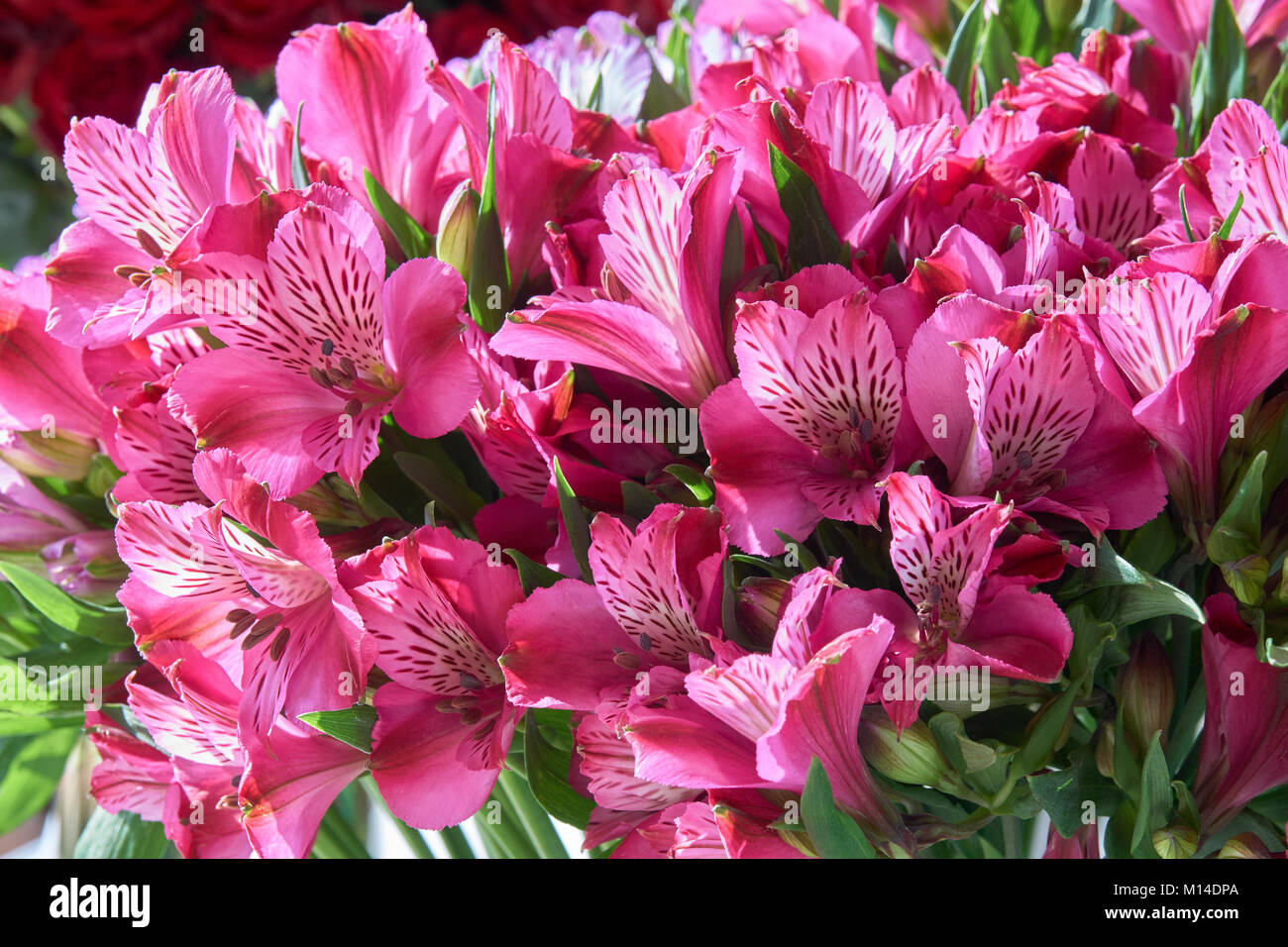 Pink Peruvian Lilies