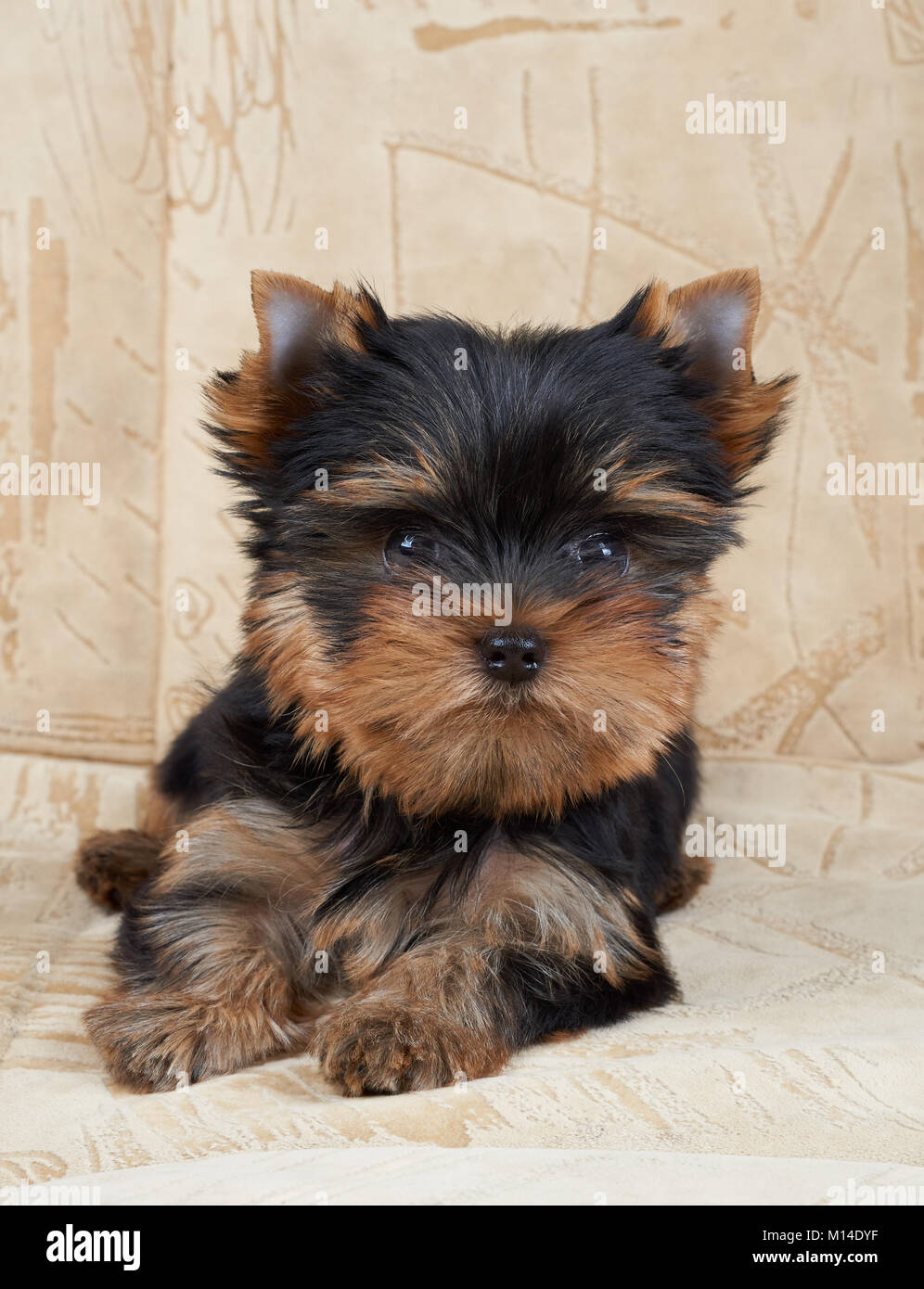Small and cute puppy of the Yorkshire Terrier lies on beige textile ...