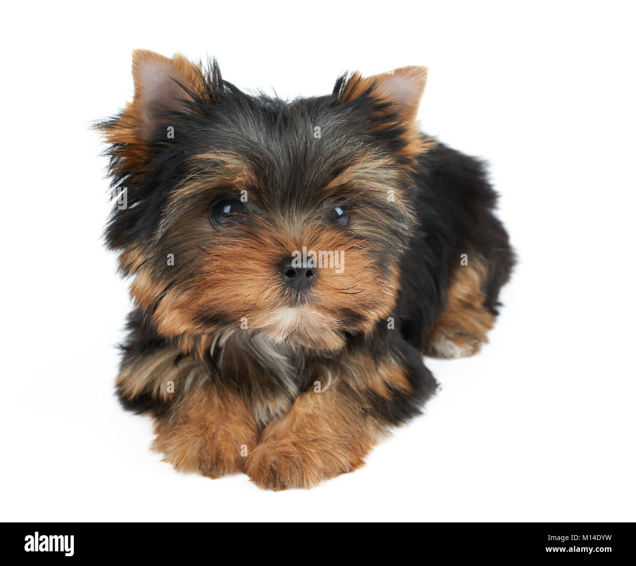 Adorable White Yorkie Puppies