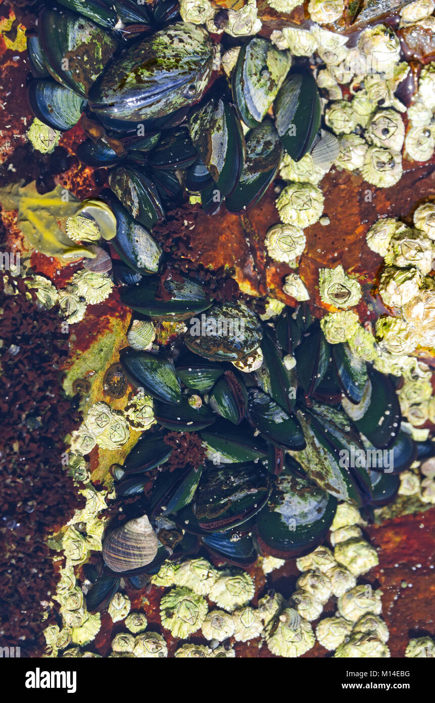 Northern rock barnacle acorn barnacle hi-res stock photography and ...