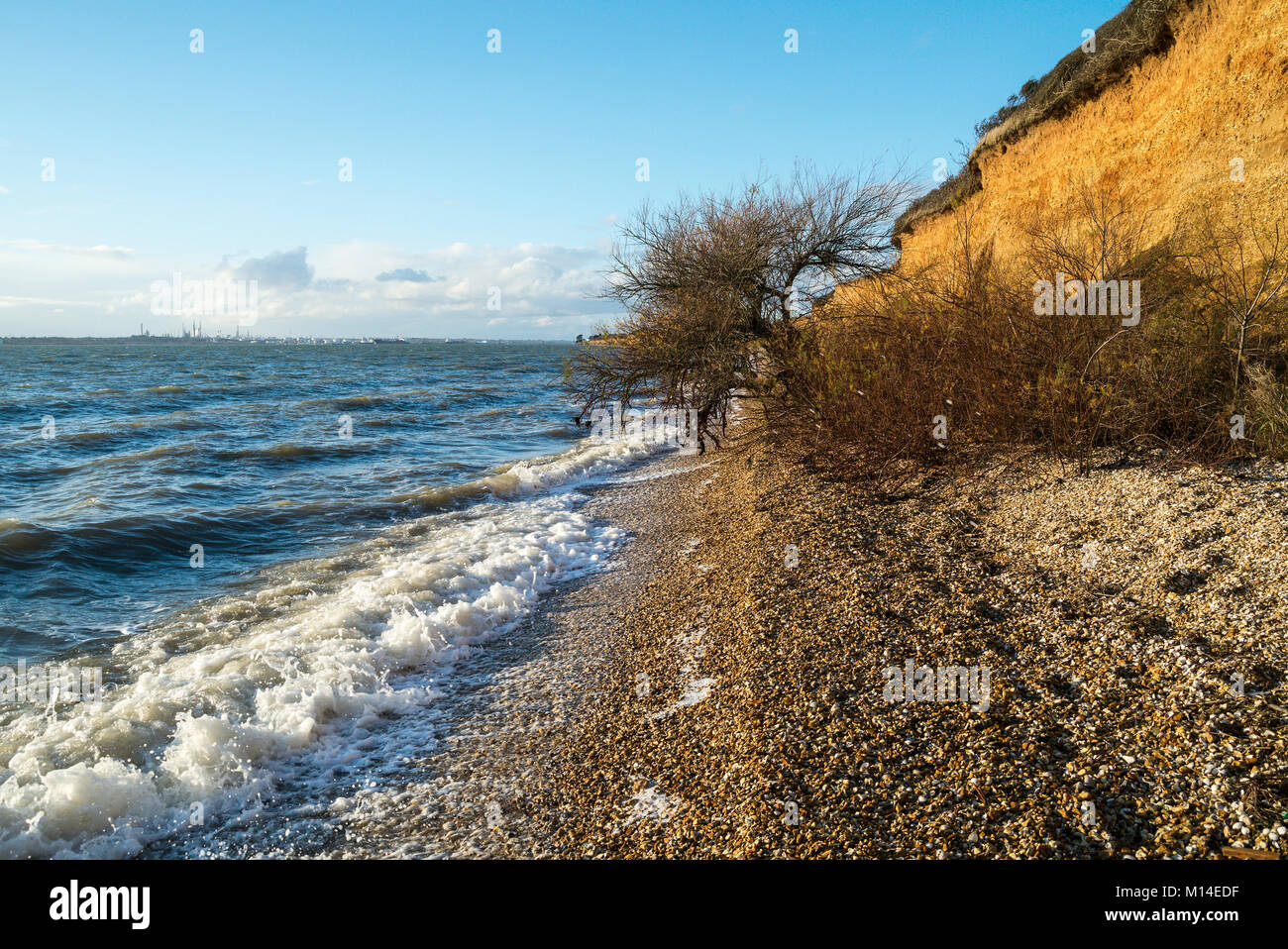 Cliff erosion and fallen vegetation after a storm at high tide on the ...