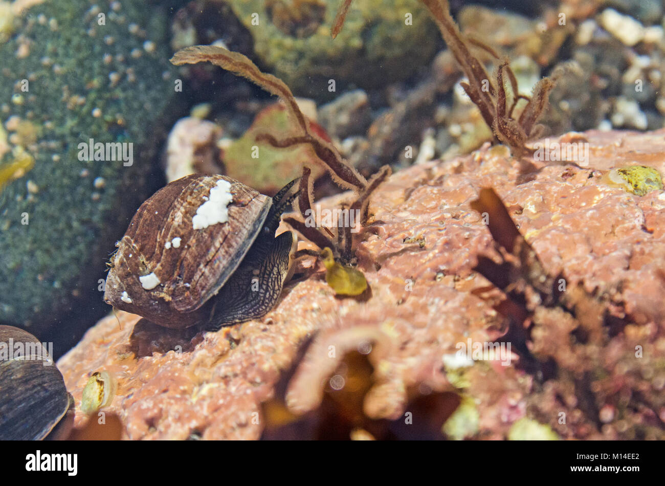 Periwinkles eating hi-res stock photography and images - Alamy