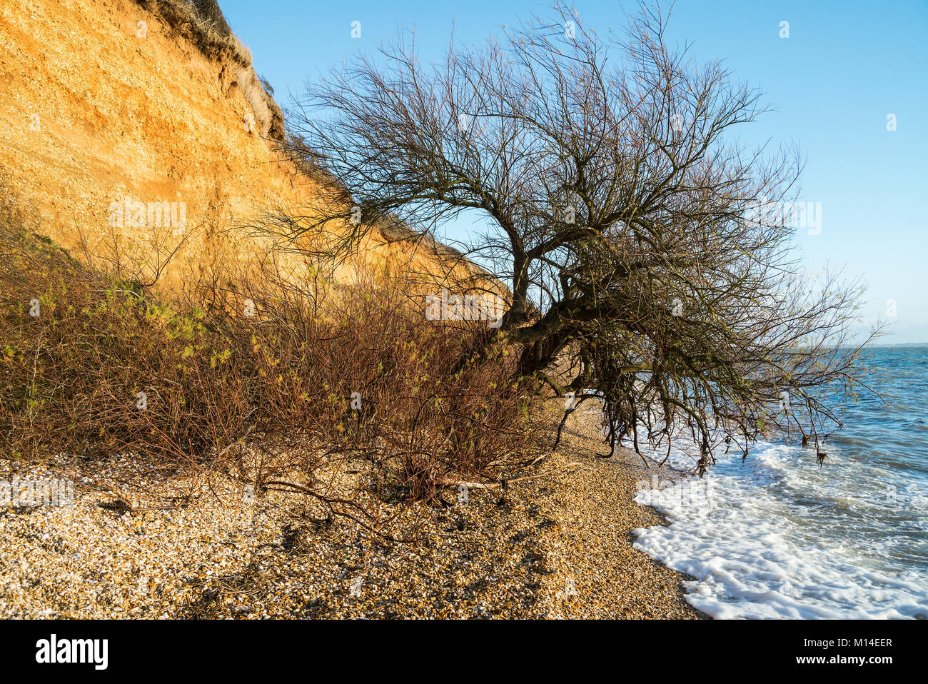 Cliff erosion and fallen vegetation after a storm at high tide on the ...