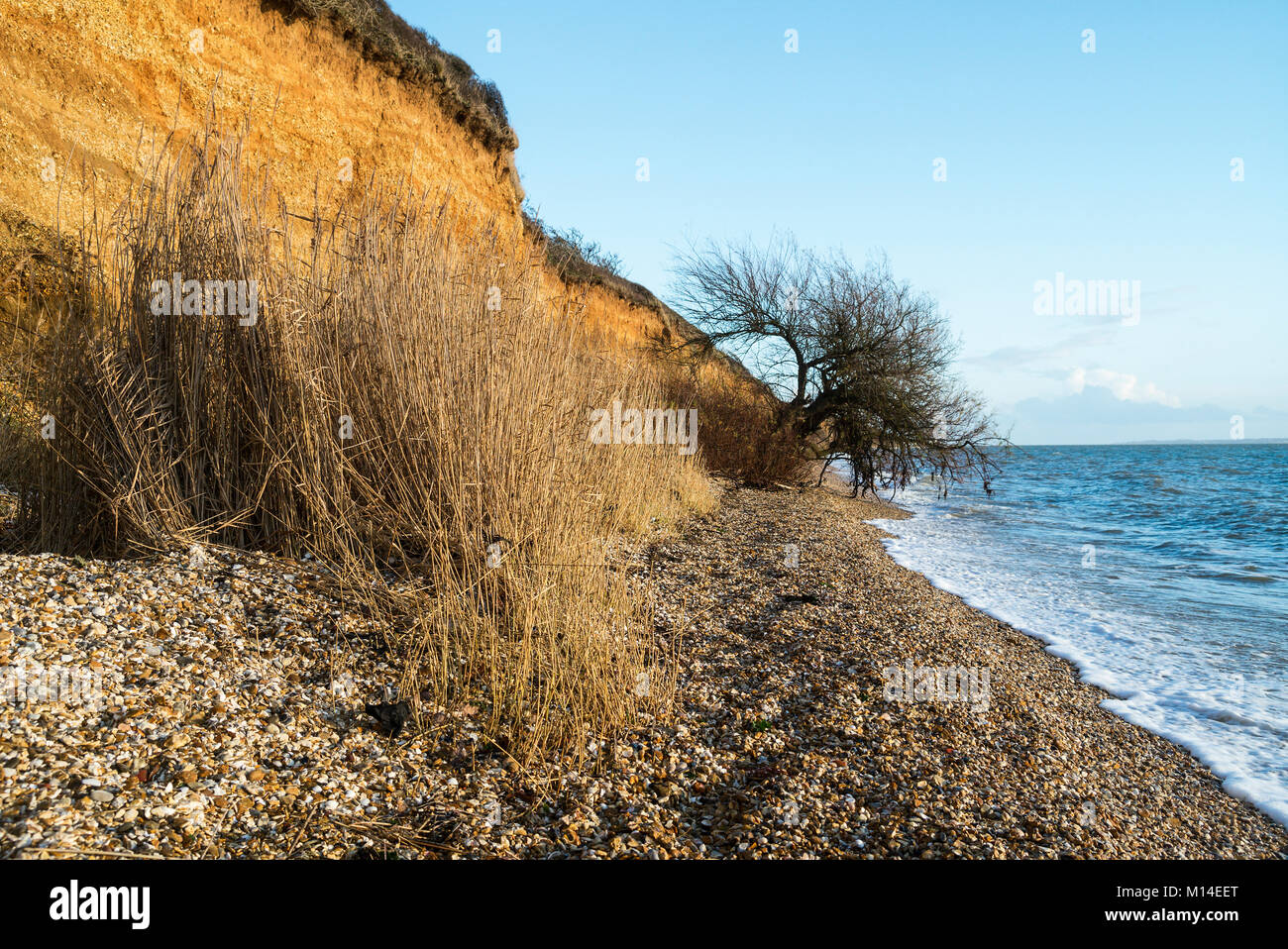Cliff erosion and fallen vegetation after a storm at high tide on the ...