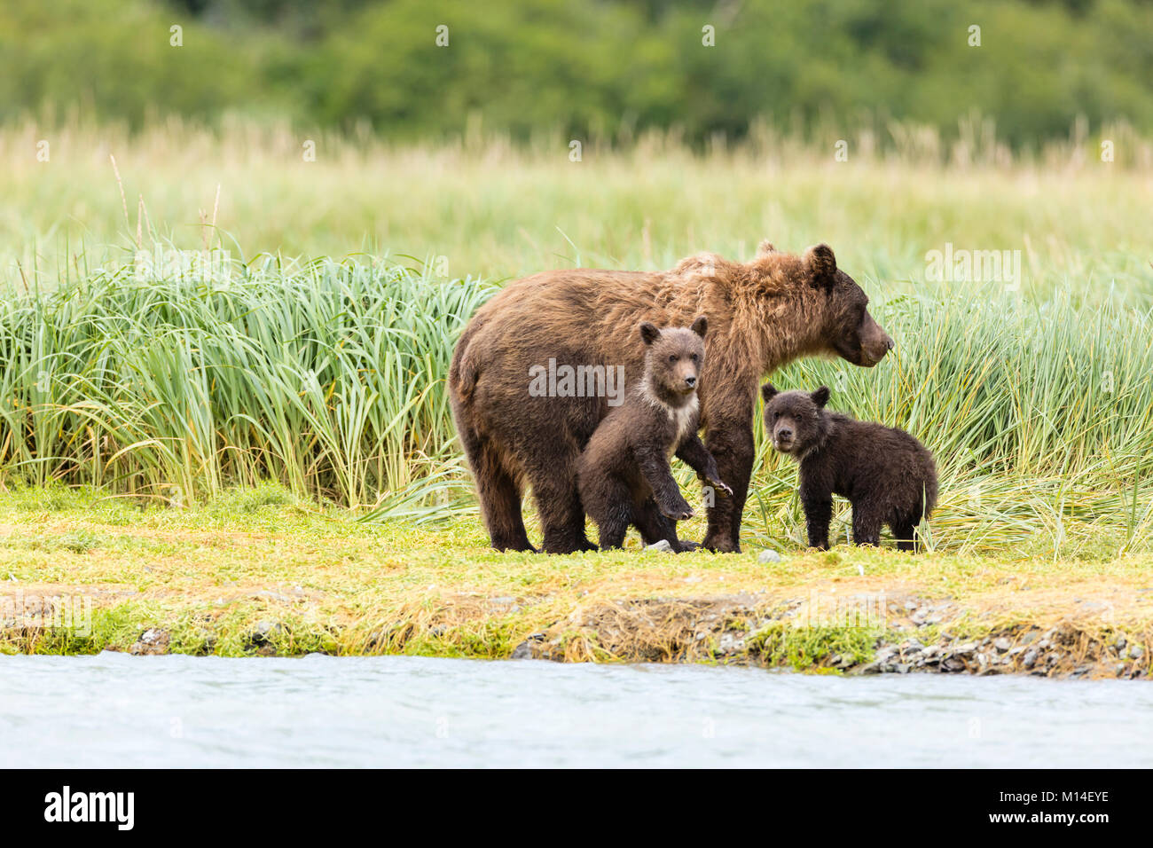 Sow brown bear and cubs are wary of other bears as they look for ...