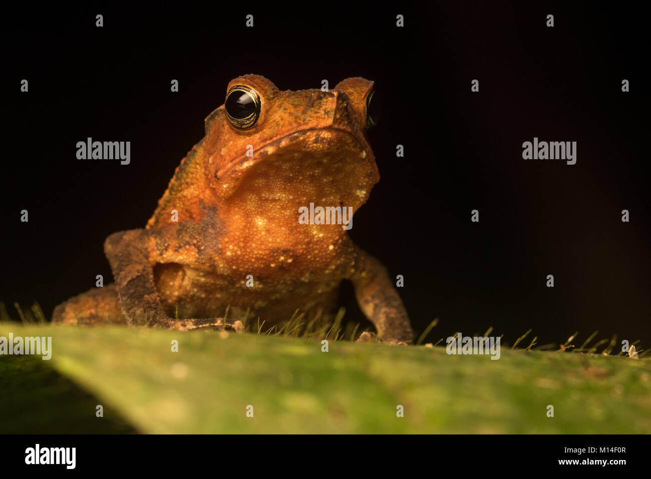 A exceptionally brightly colored toad from the Amazon Stock Photo - Alamy