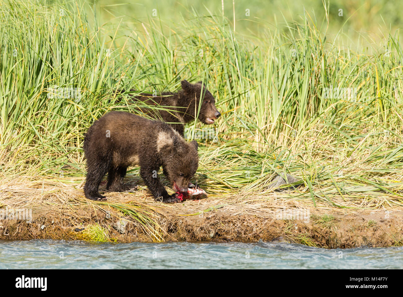 Brown bear cubs eating salmon scraps from its mother along Geographic ...