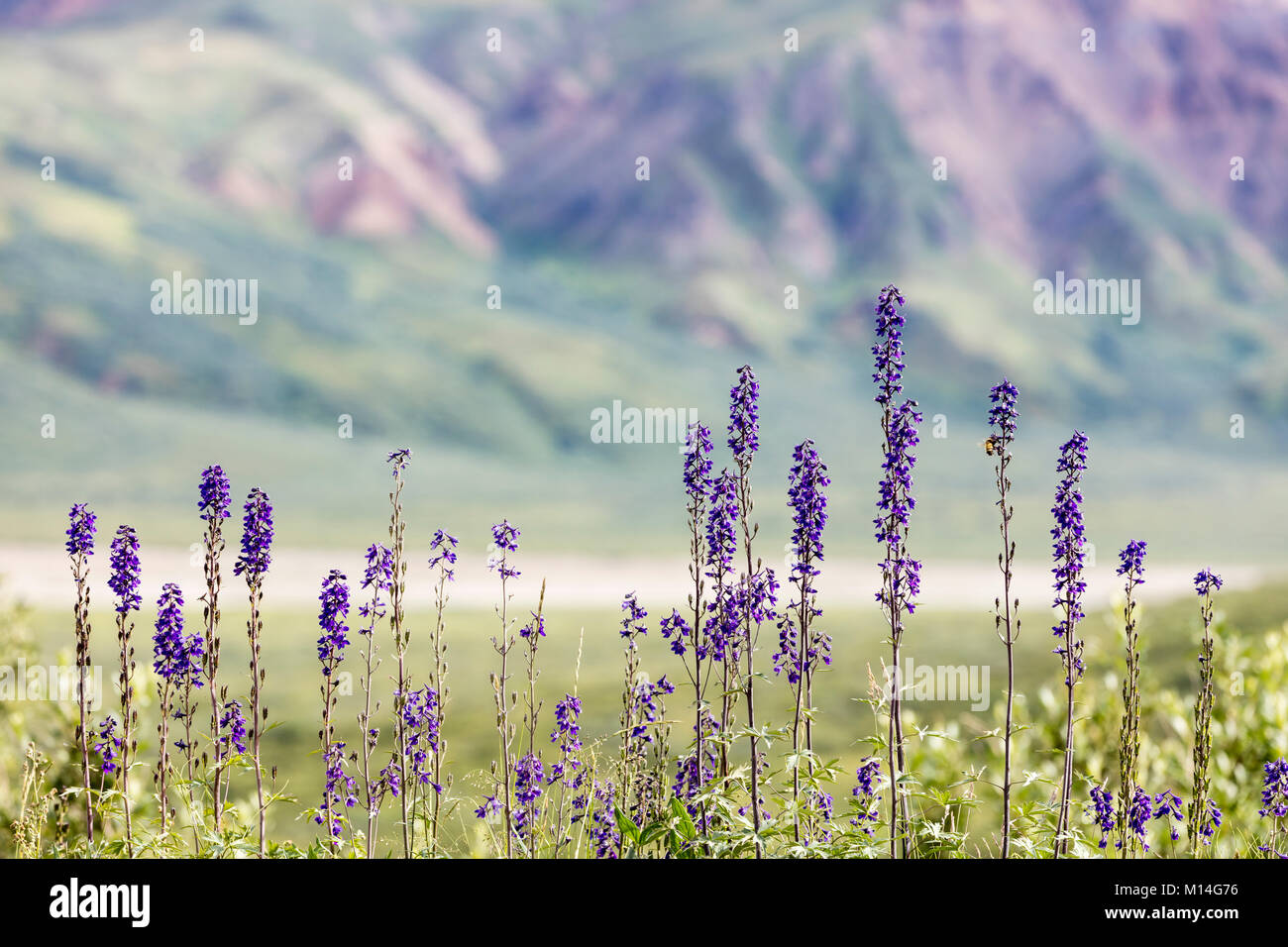 Larkspur (Delphinium glaucum) line the Denali Park Road overlooking the ...