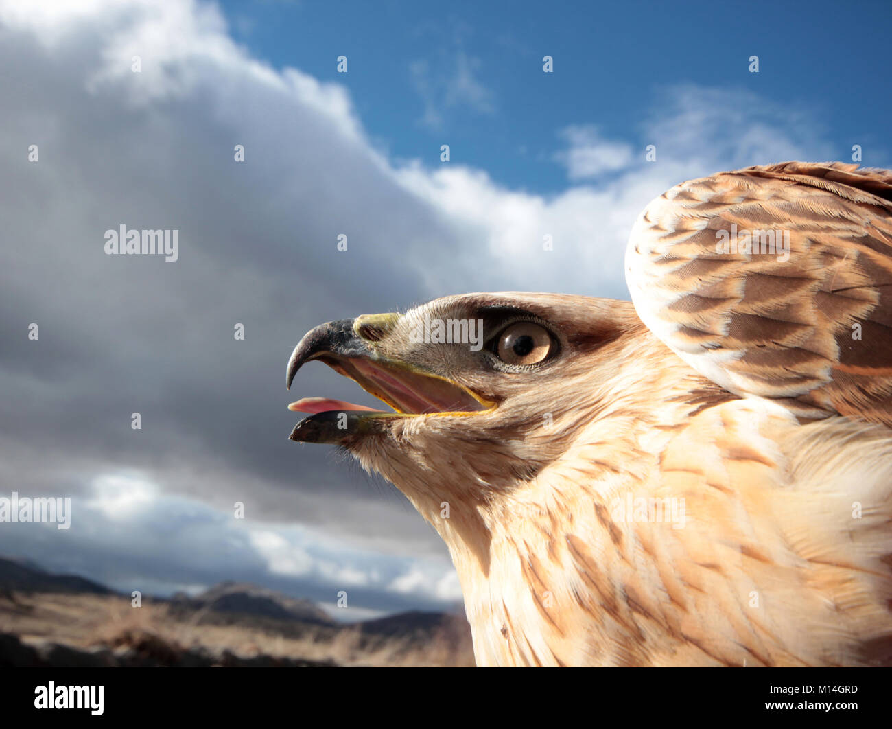 Red tailed hawk side view hi-res stock photography and images - Alamy