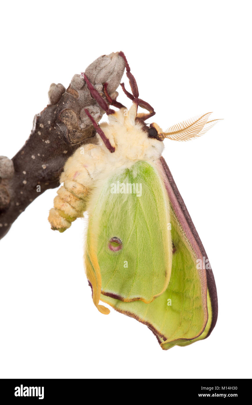 Male Luna on Black Walnut branch in the final stages of wing expansion ...
