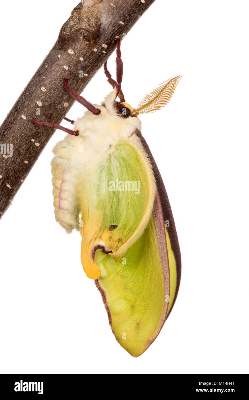 Male Luna on Black Walnut branch in the final stages of wing expansion ...