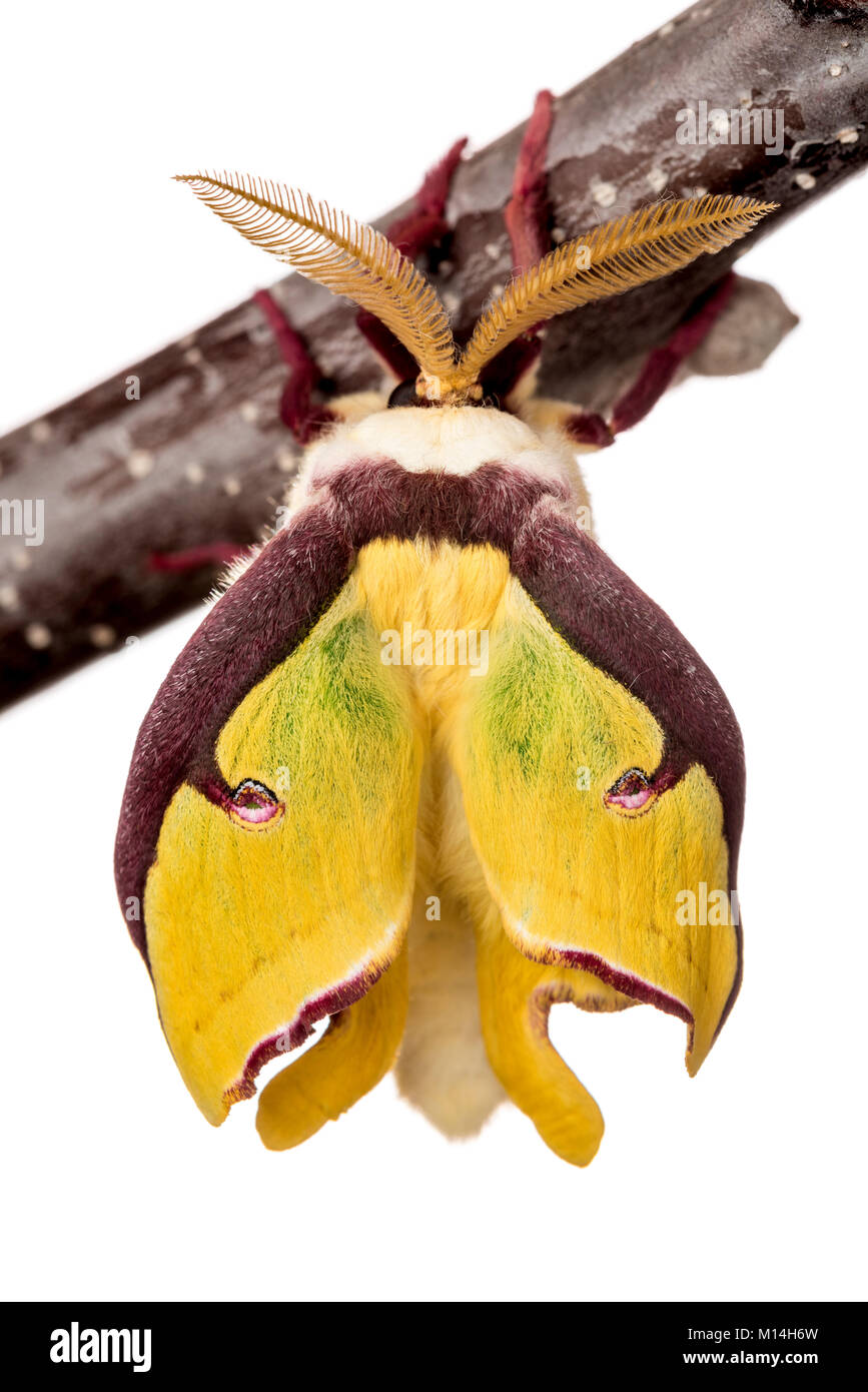 Newly eclosed (hatching) male Luna moth is yellow and turn green as ...