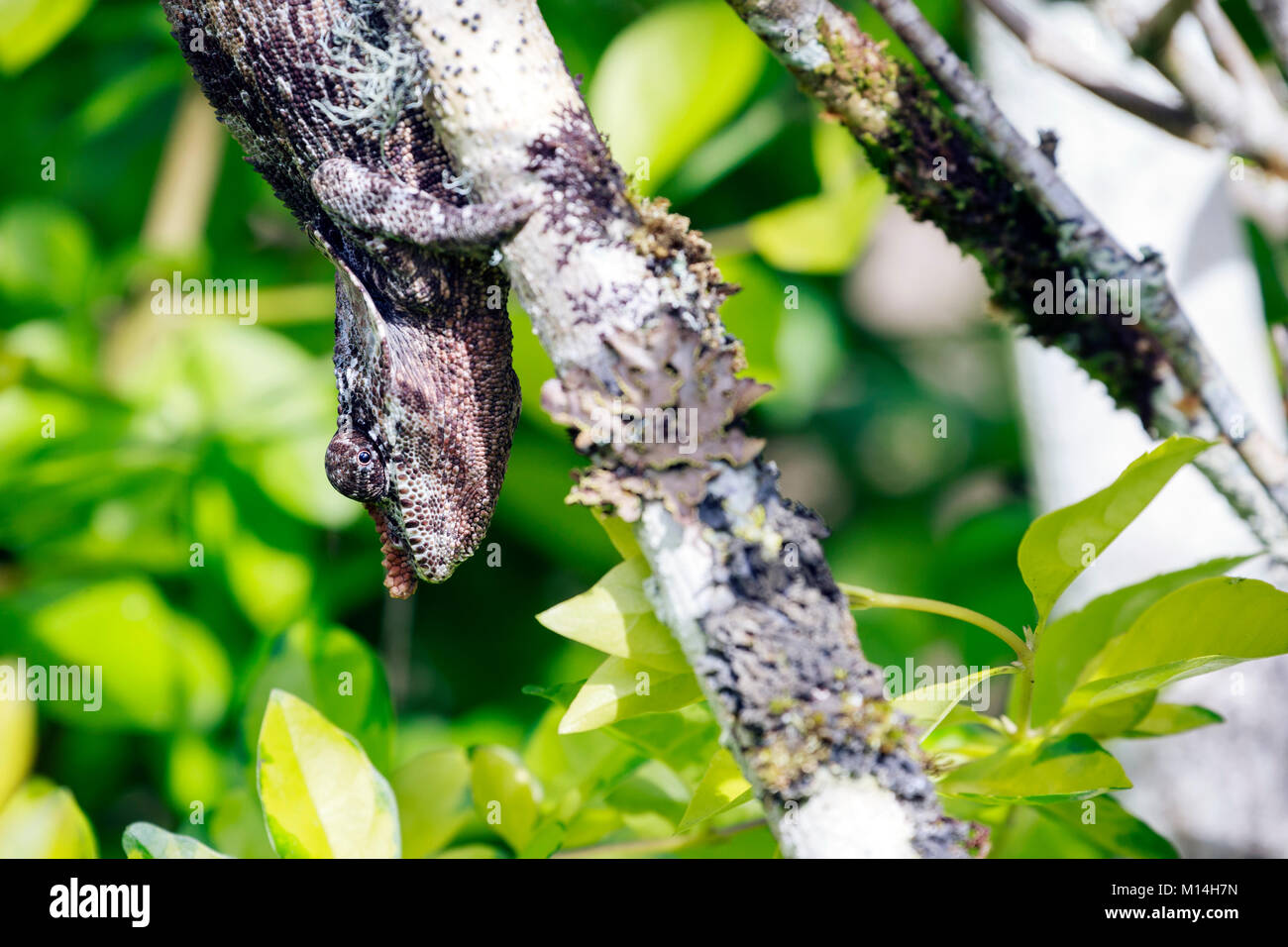 Well camouflaged grey chameleon in Madagascar Stock Photo - Alamy