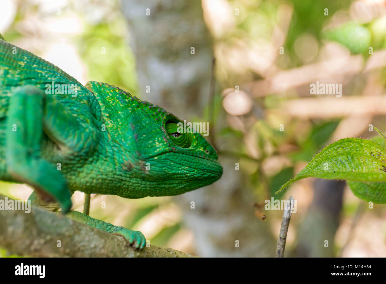 Green chameleon camouflaged by taking colors of its natural background ...