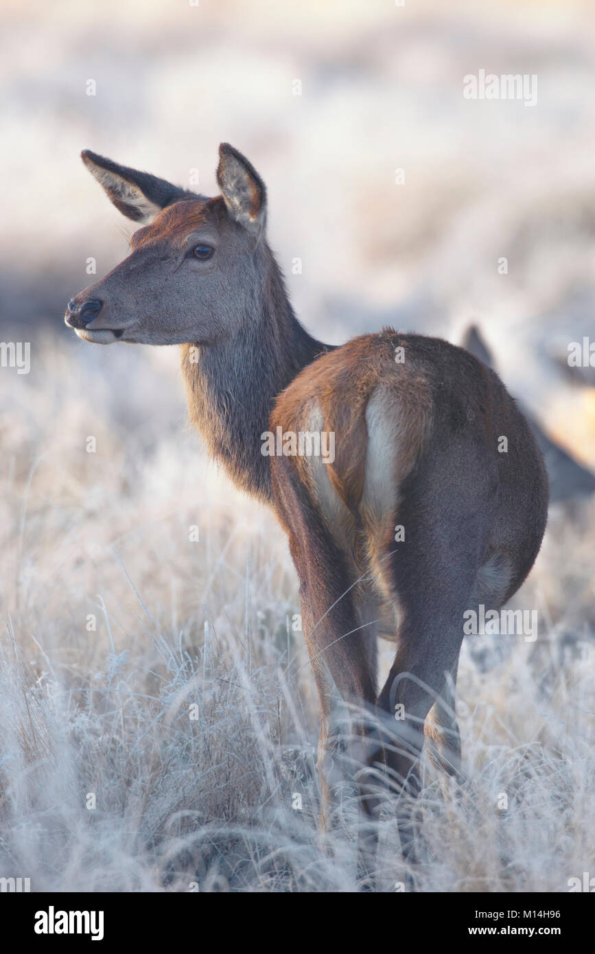 Richmond park london deer spring hi-res stock photography and images ...