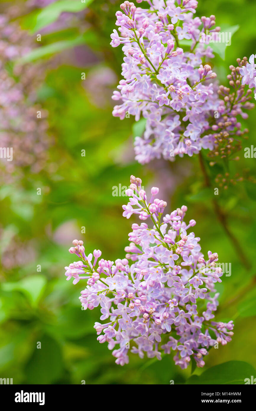 beautiful lilac flowers in garden Stock Photo - Alamy