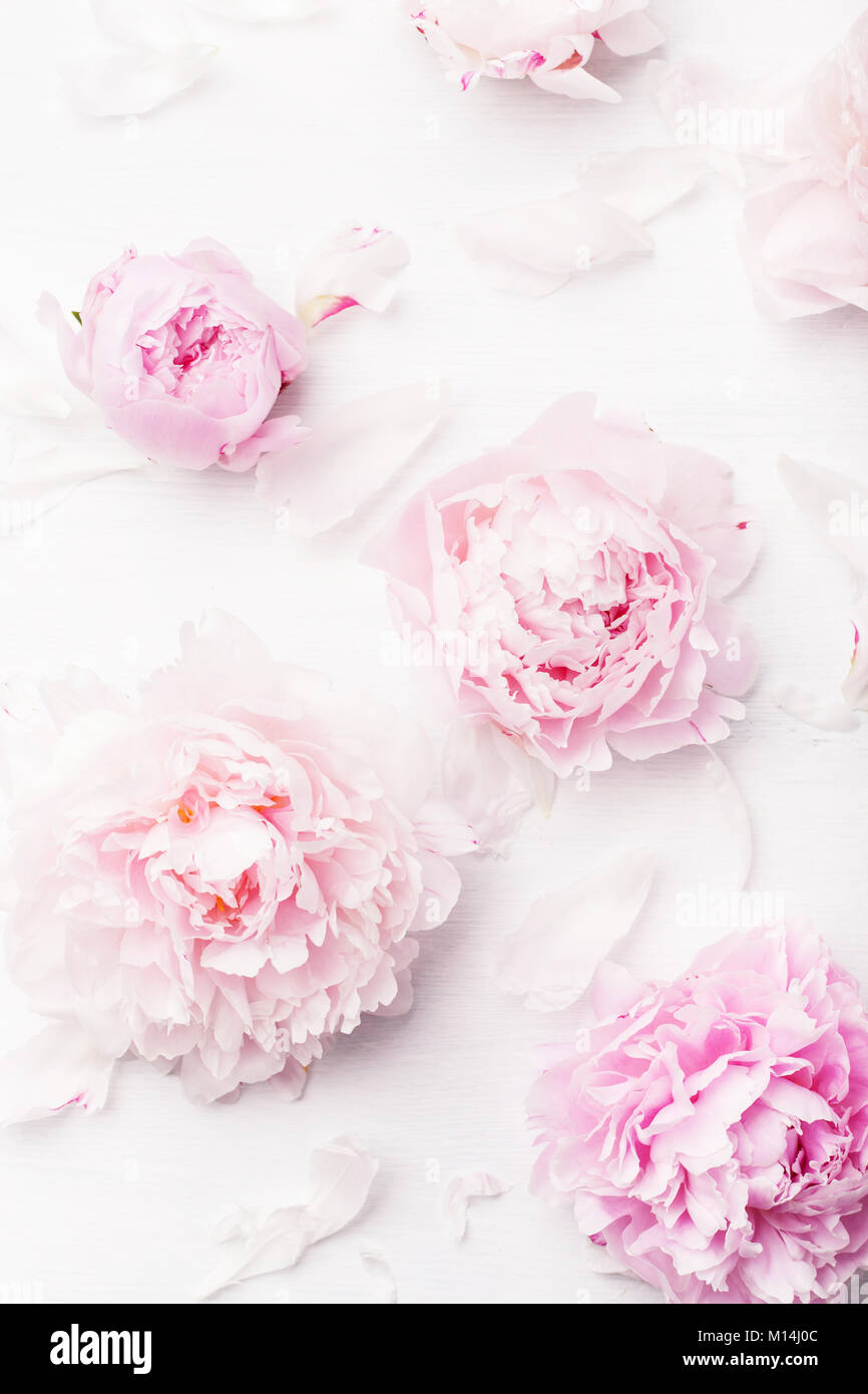 beautiful pink peony flower background Stock Photo - Alamy