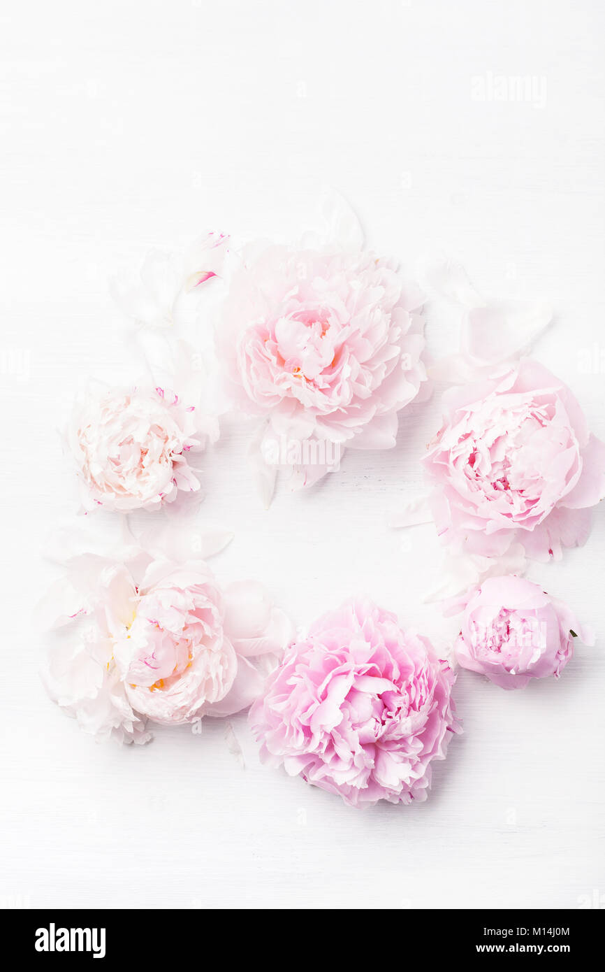 beautiful pink peony flower background Stock Photo - Alamy