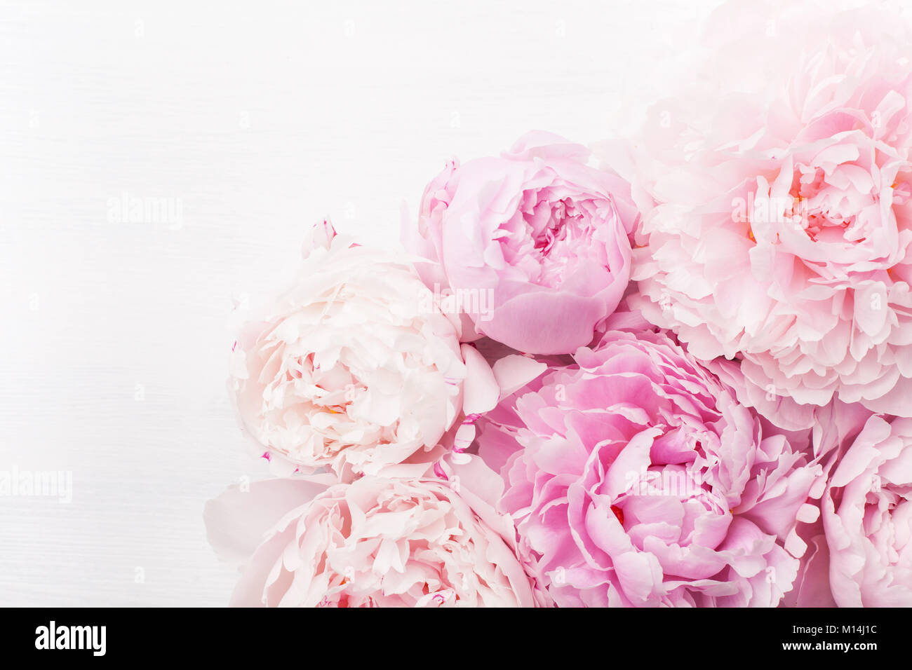 beautiful pink peony flower background Stock Photo - Alamy