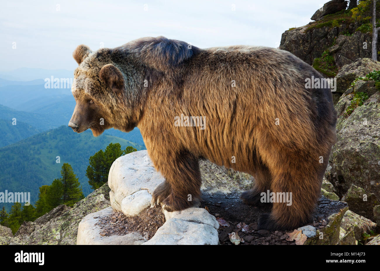 Brown bear on stone of rock Stock Photo - Alamy