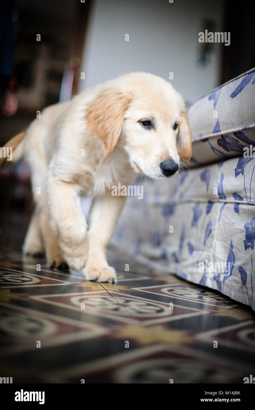 portrait of golden retriever puppy dog at home Stock Photo - Alamy