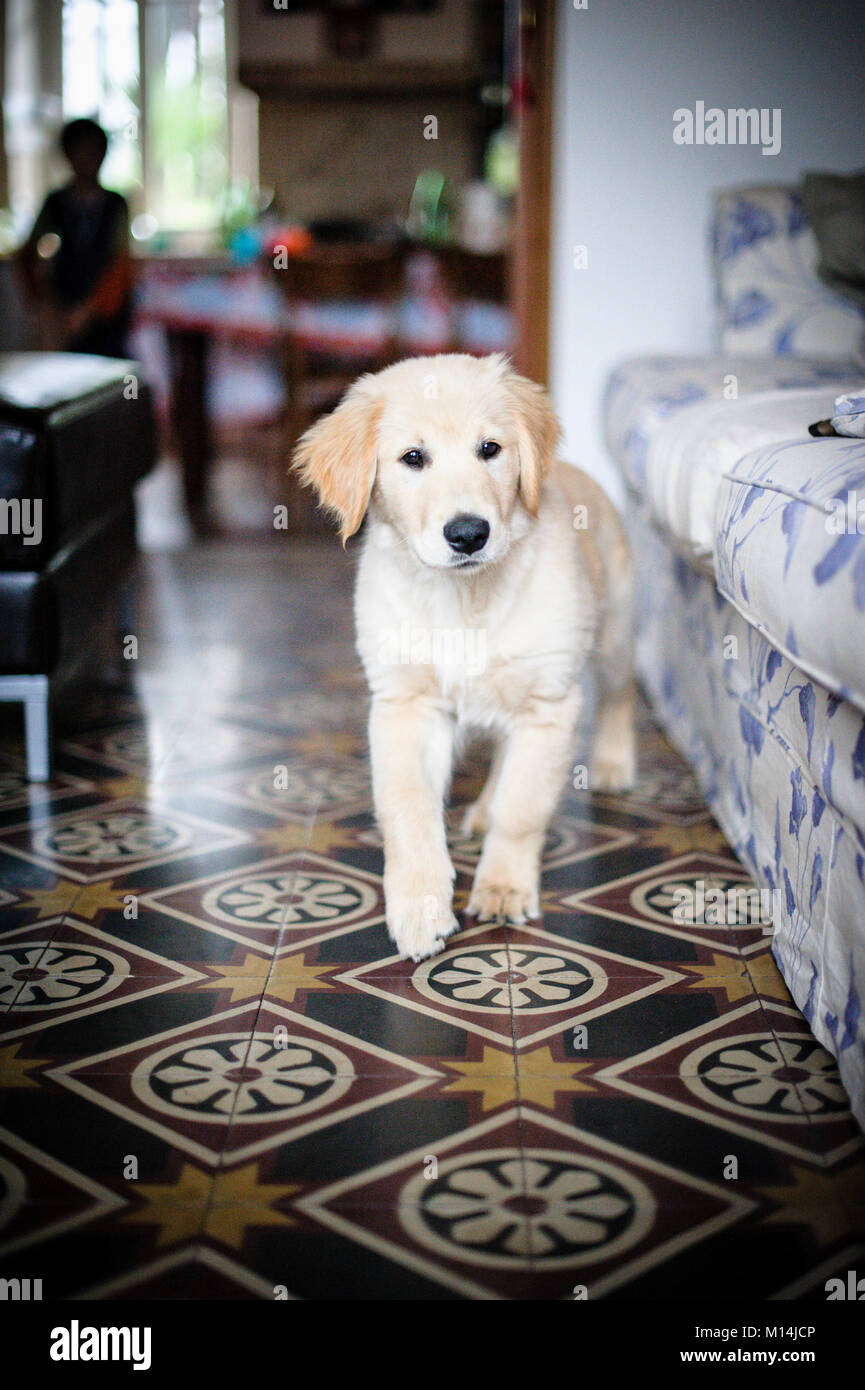 portrait of golden retriever puppy dog at home Stock Photo - Alamy