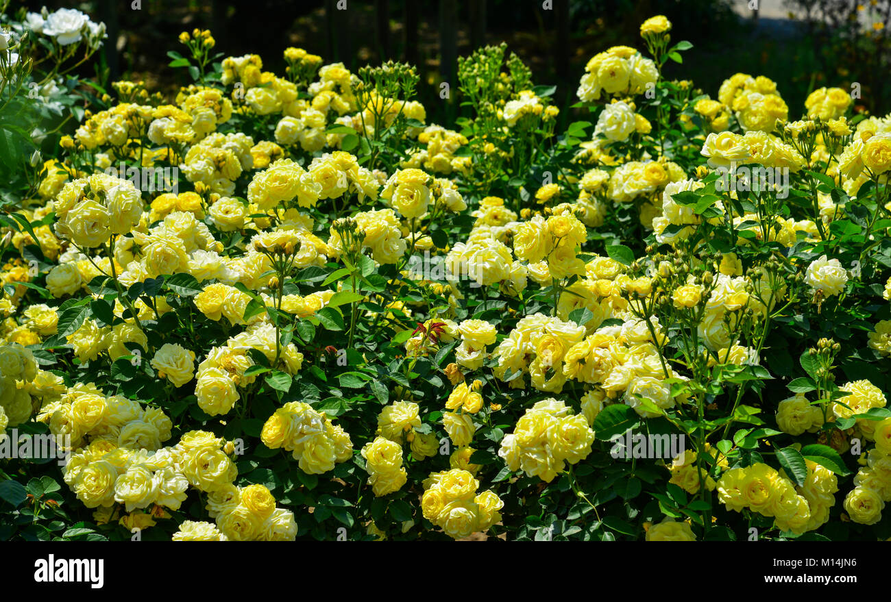 Yellow rose flowers blooming at sunny day in spring time Stock Photo ...