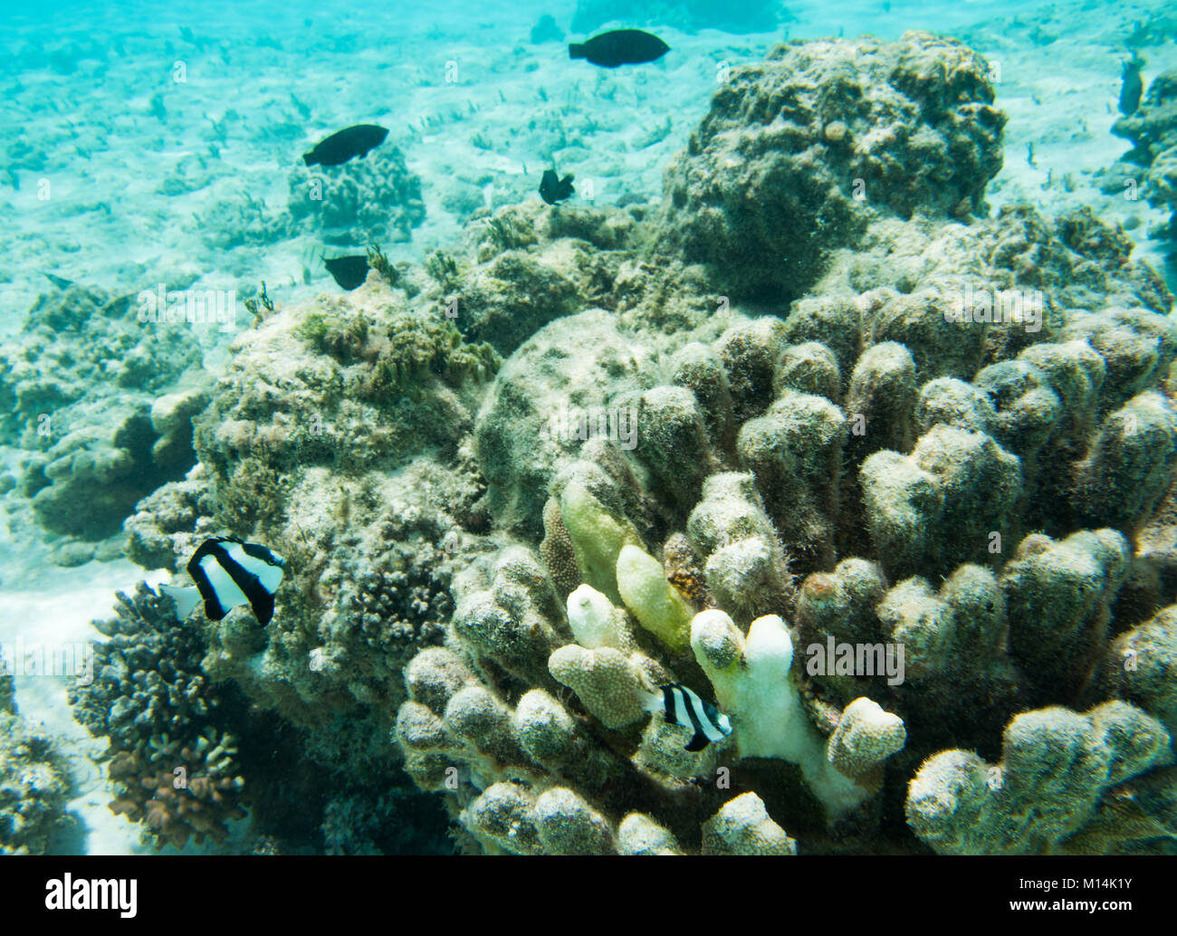 Three-striped damselfish with other tropical fish in the natural coral ...