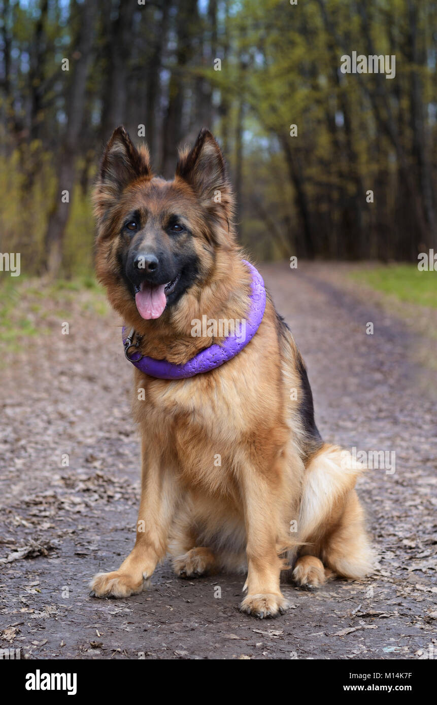 Portrait of Young Fluffy German Shepherd Dog in the Forest. Walks With ...