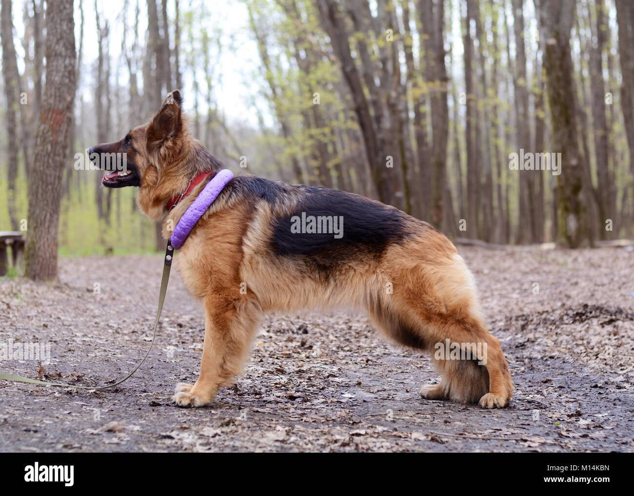 Portrait of Young Fluffy German Shepherd Dog in the Forest. Walks With ...