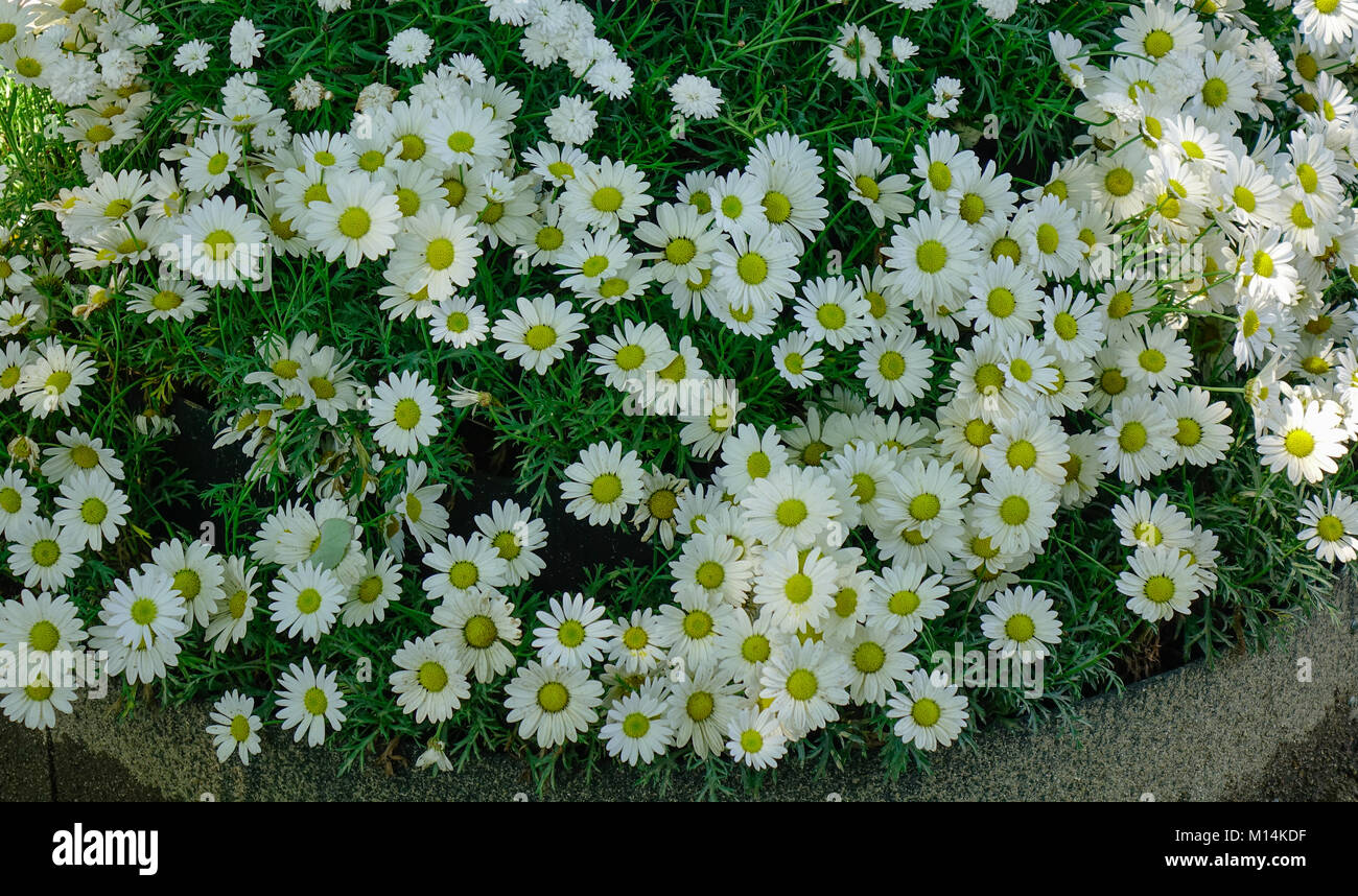 White daisy flowers at botanic garden in spring time Stock Photo - Alamy