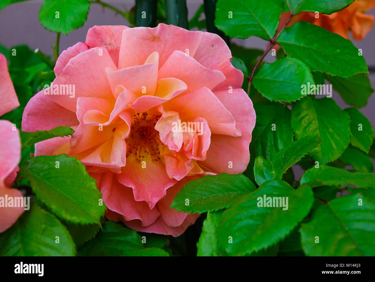 Beautiful rose blooming at flower garden in spring time. Nature ...