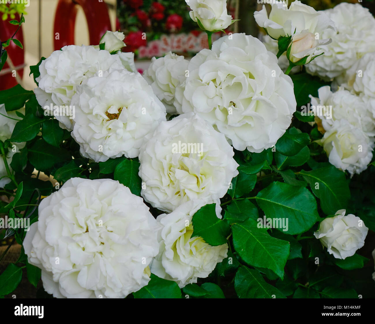 White rose blooming at flower garden in spring time. Nature background ...