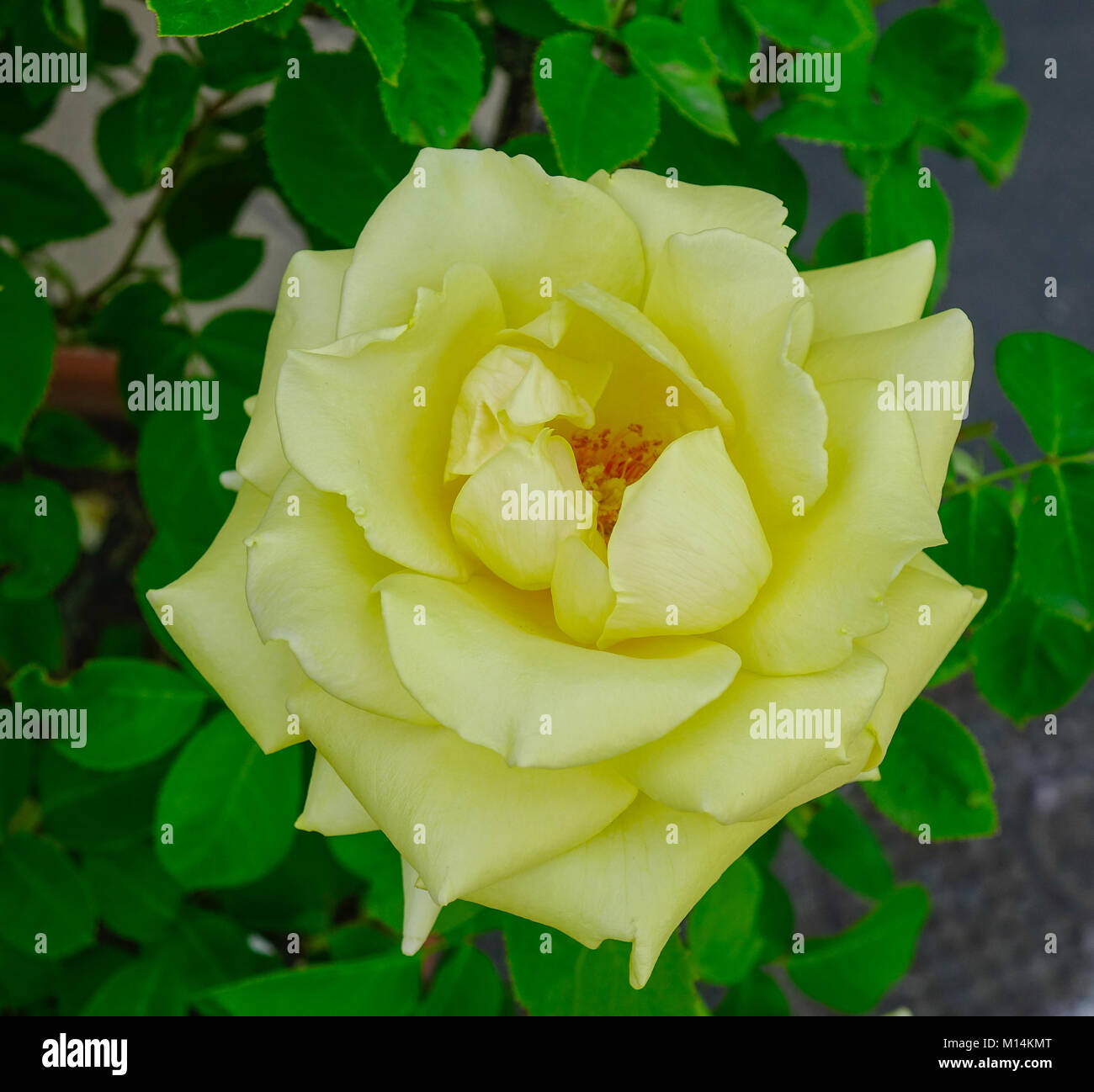 Yellow rose at flower garden in spring time. Nature background Stock ...
