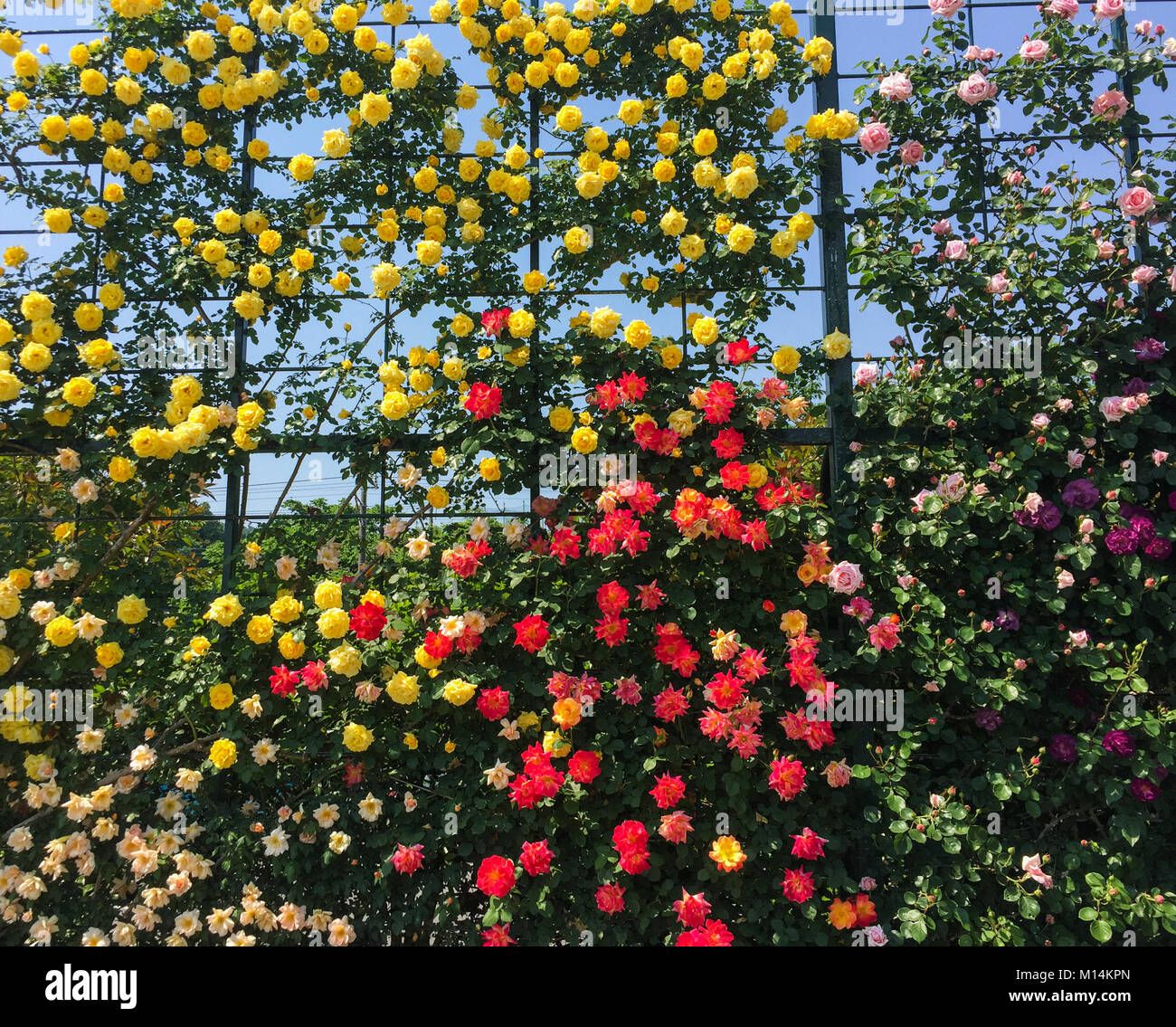 Colorful rose garden at flower park in spring time Stock Photo - Alamy