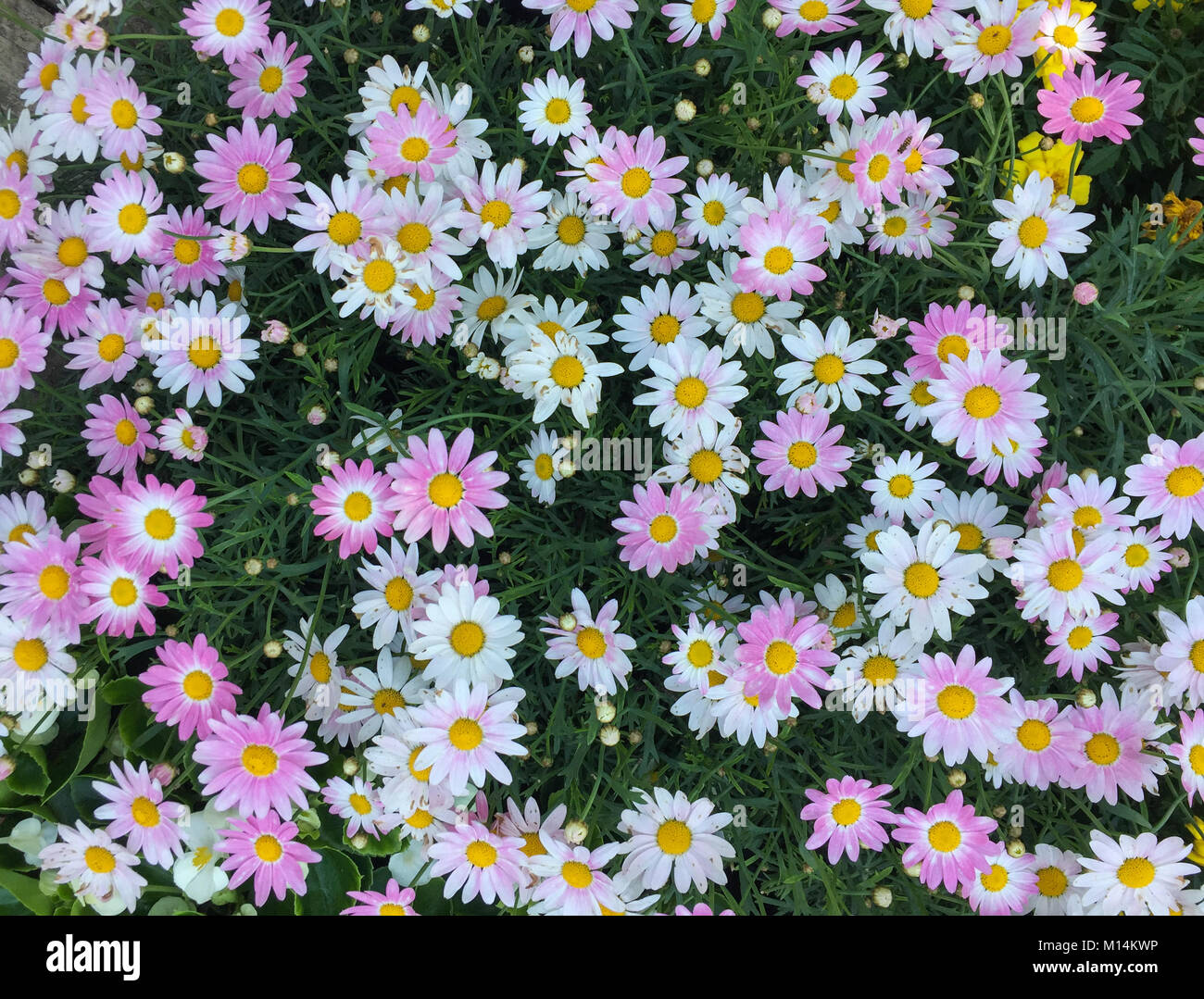 Daisy flowers blooming at botanic garden in spring time Stock Photo - Alamy