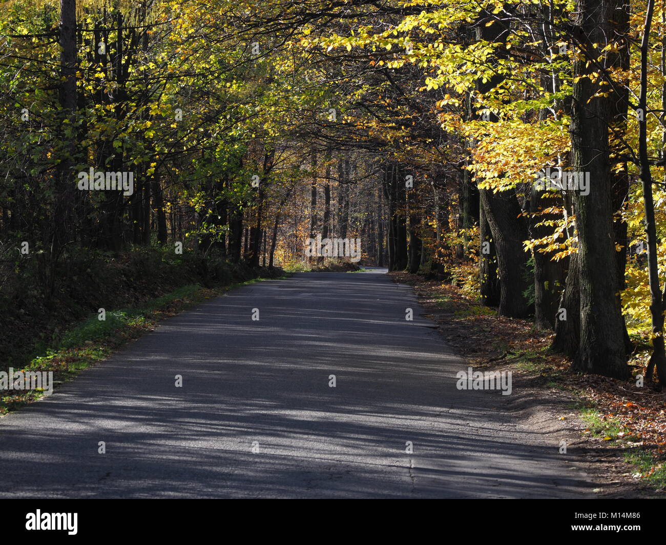 Road drive in desolate forest avenue with two rows of trees sides near ...