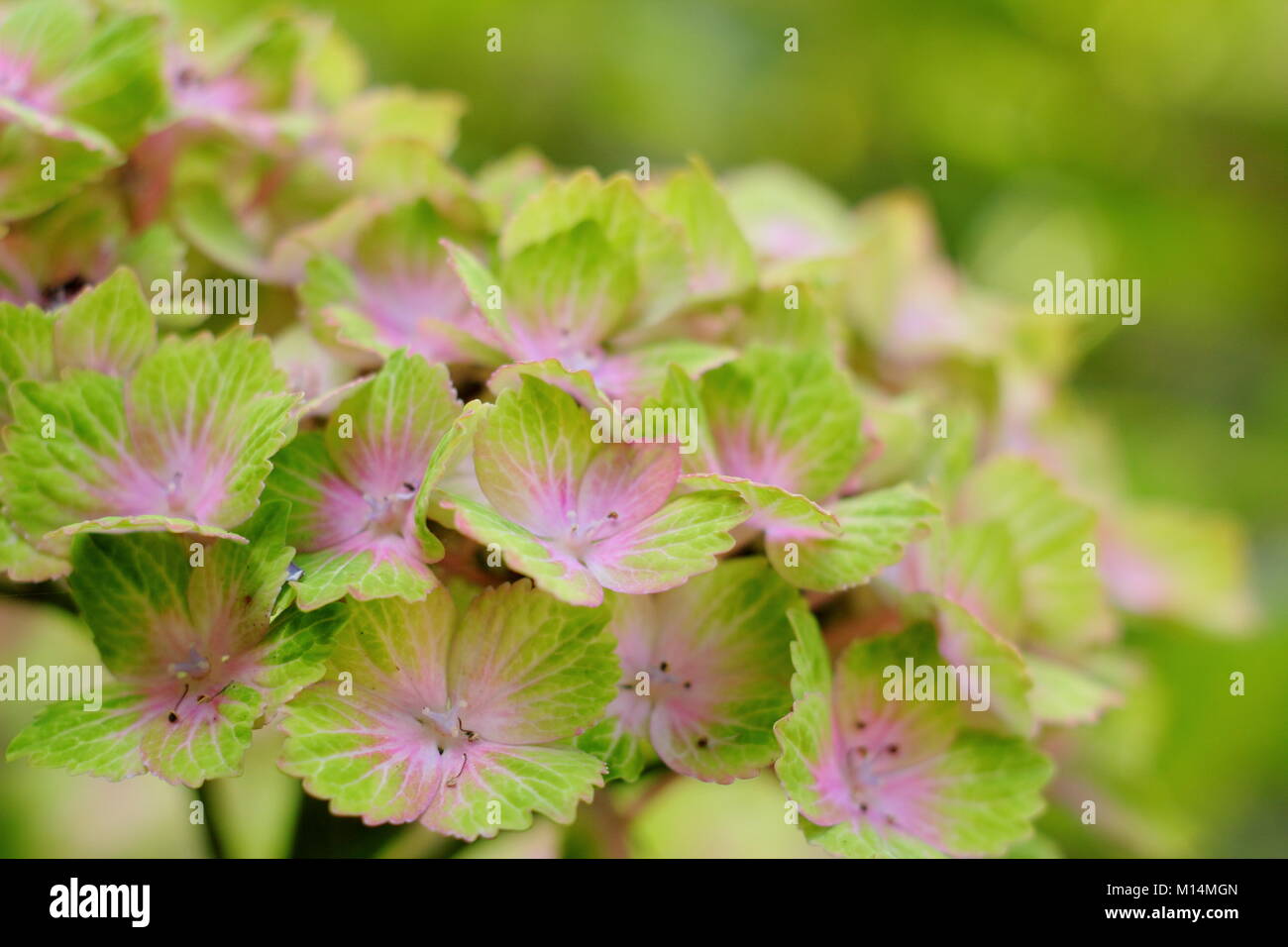 Hydrangea magical series hi-res stock photography and images - Alamy