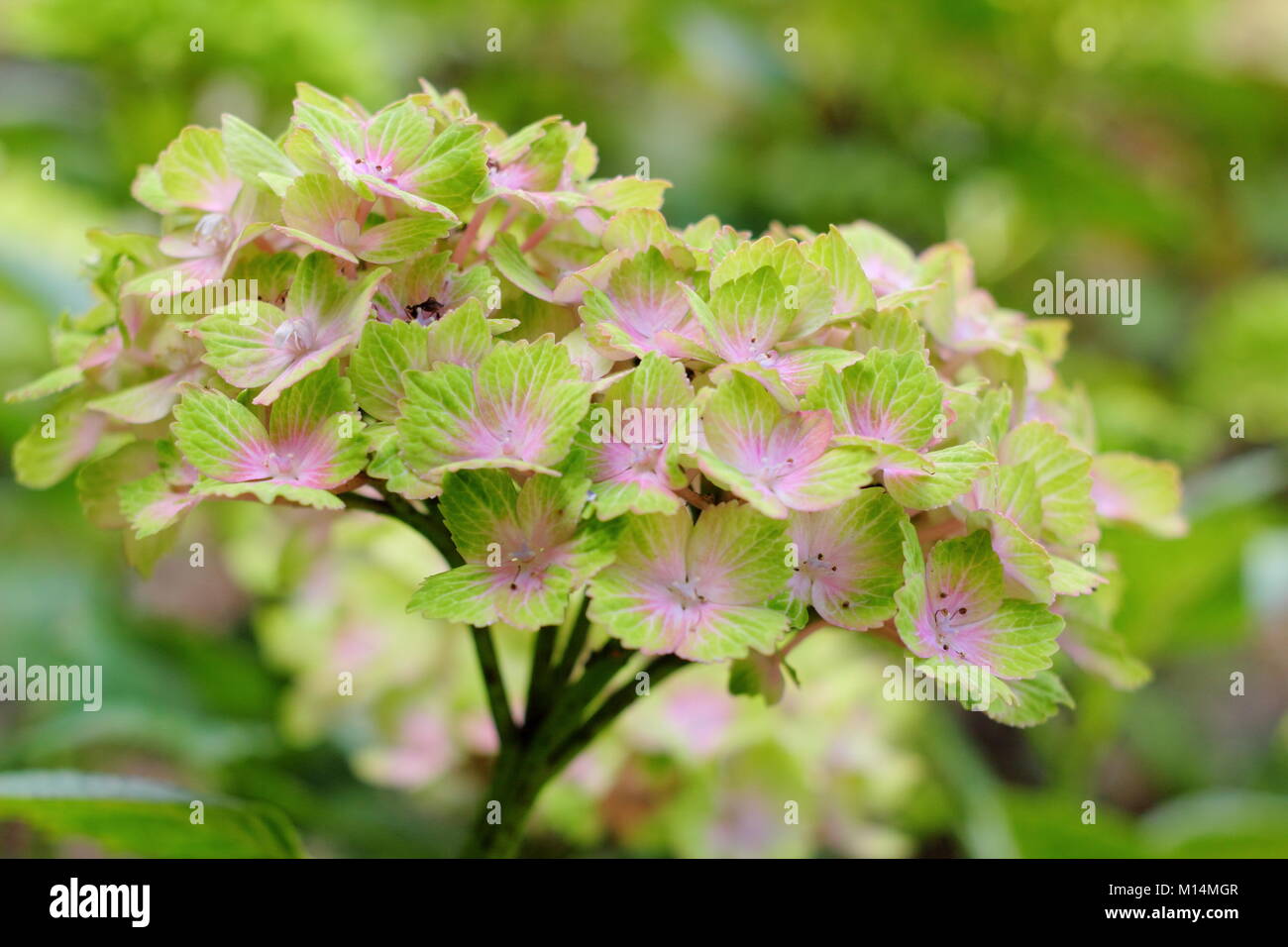 Magical rhapsody hydrangea hi-res stock photography and images - Alamy
