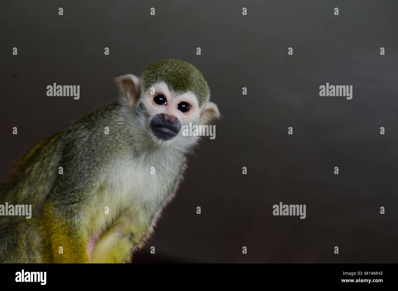 A Squirrel Monkey Stock Photo - Alamy