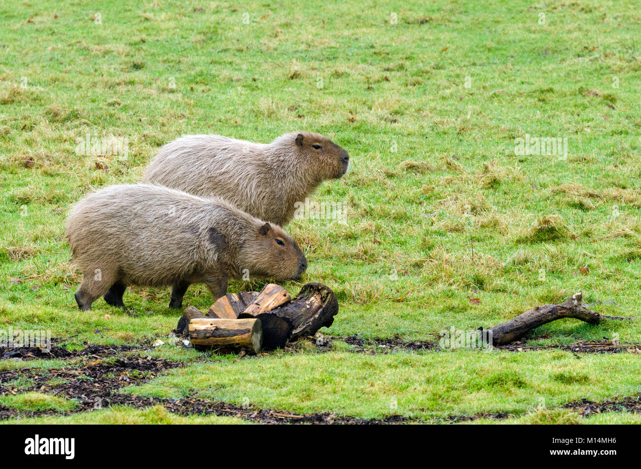 Capybara explore their environment Stock Photo - Alamy