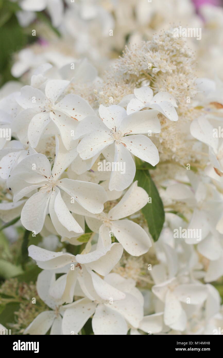 Hydrangea paniculata levana hi-res stock photography and images - Alamy