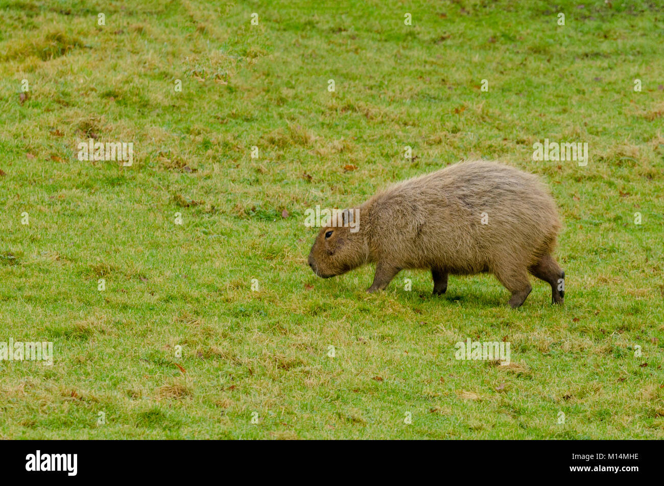 Capybara explore their environment Stock Photo - Alamy