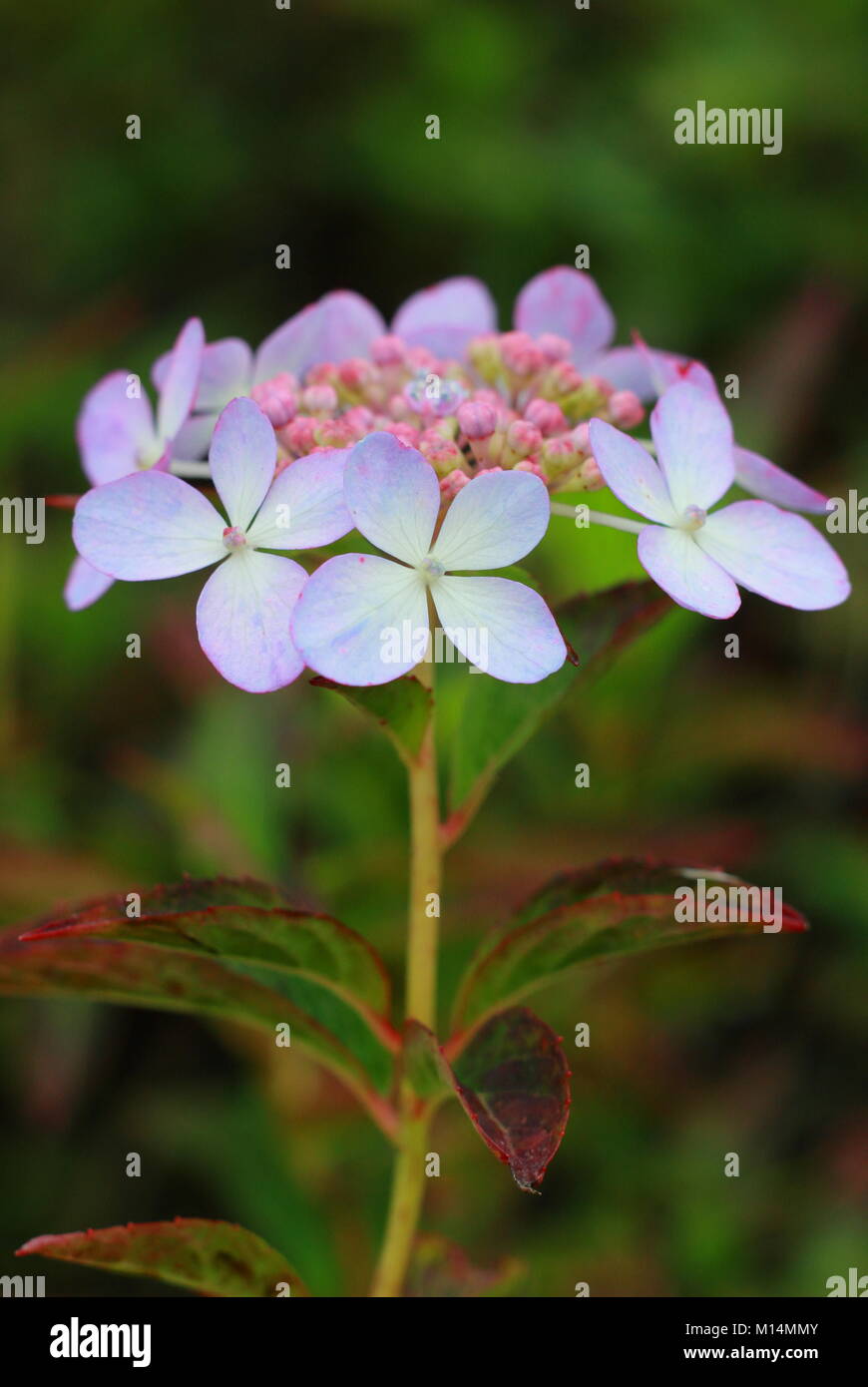 Lace cap hydrangea hi-res stock photography and images - Alamy