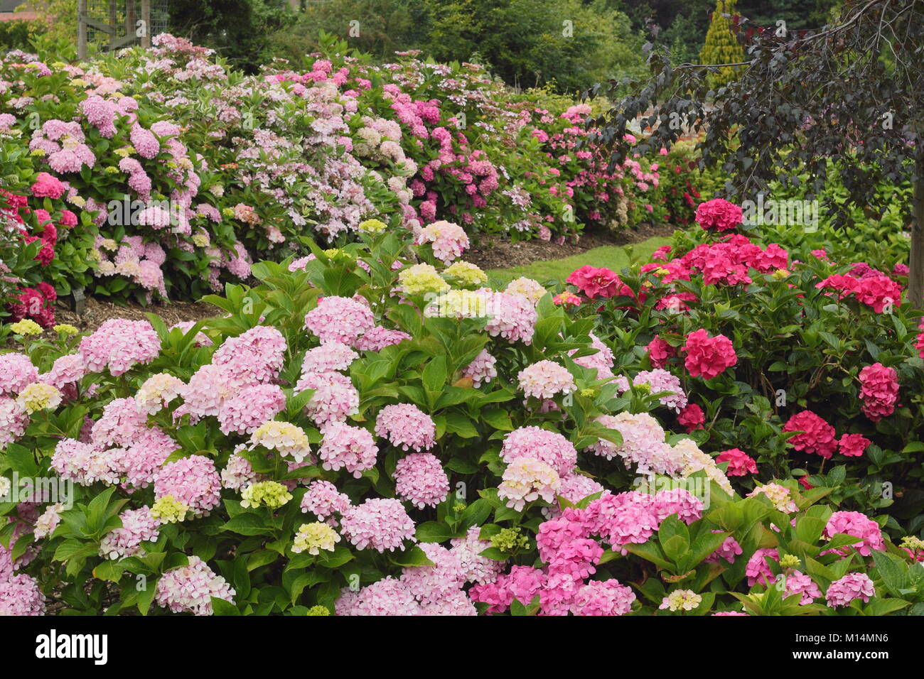 National hydrangea collection at Darley Park, Derby, England, UK ...