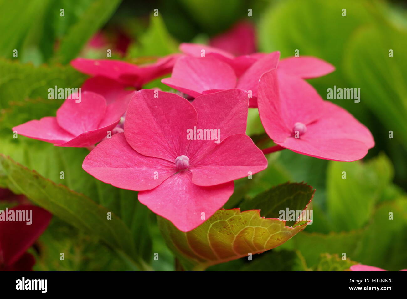Big leaf hydrangea hi-res stock photography and images - Alamy