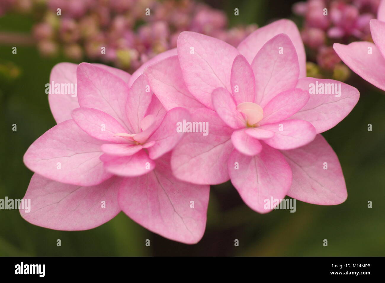 Big leaf hydrangea hi-res stock photography and images - Alamy