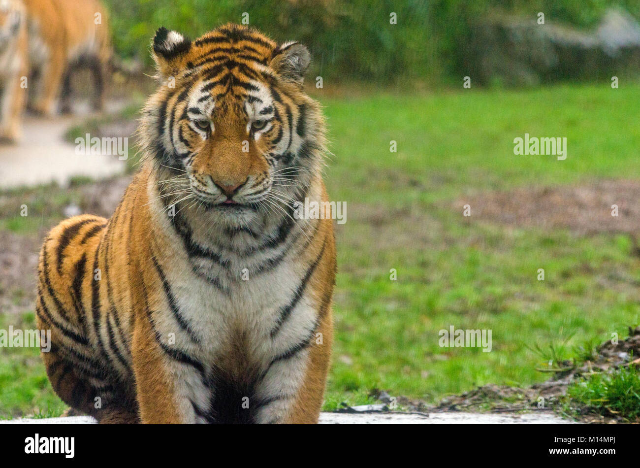 An Amur tiger prowling in the undergrowth Stock Photo - Alamy