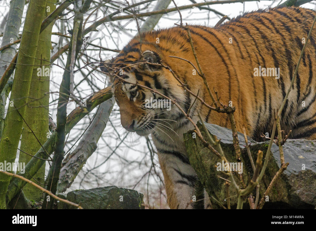 An Amur tiger prowling in the undergrowth Stock Photo - Alamy