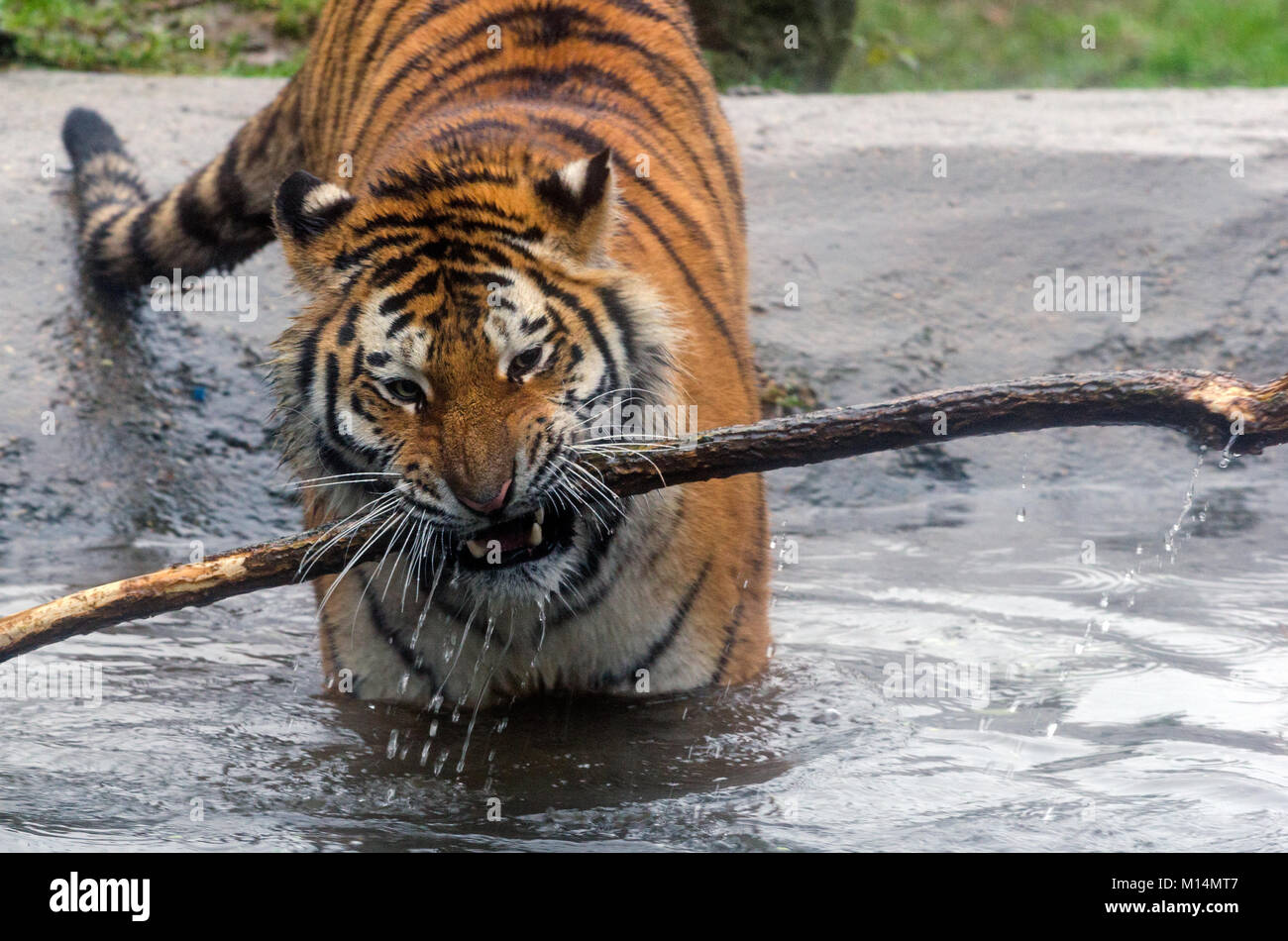 An Amur tiger prowling in the undergrowth Stock Photo - Alamy